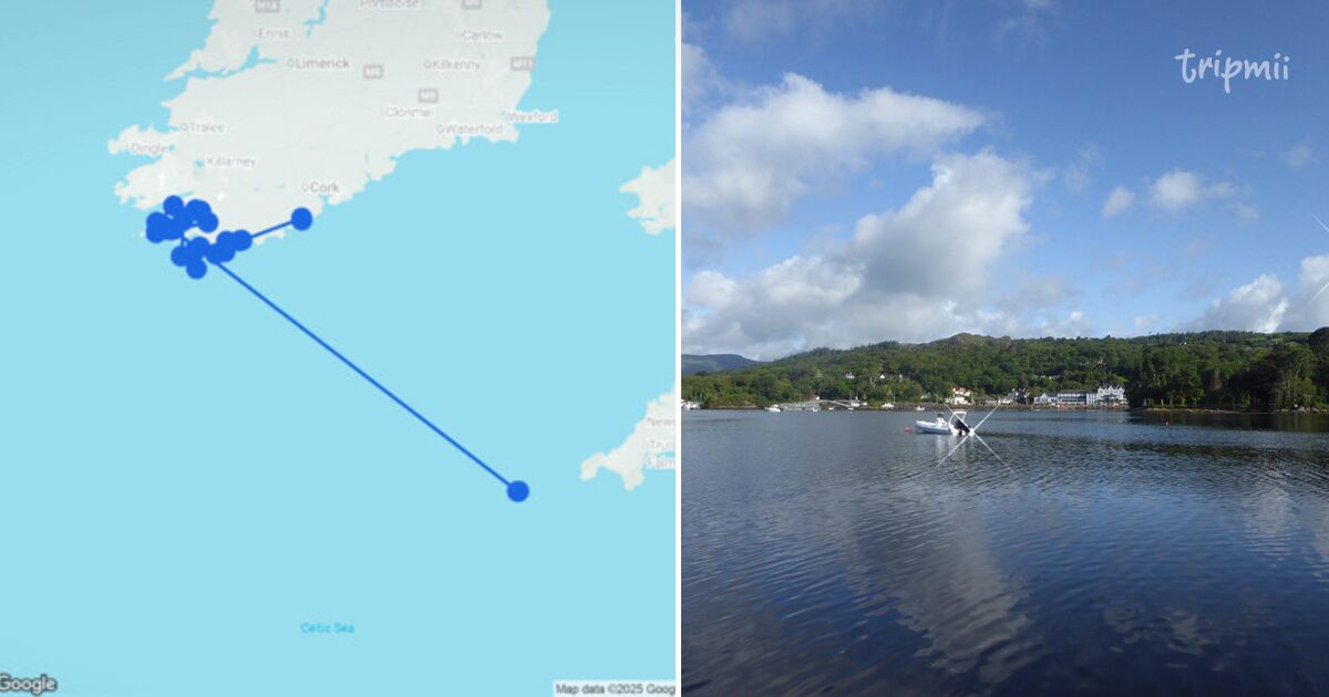 Two Bullocks on a Boat Go West – Castletownbere – Ireland
