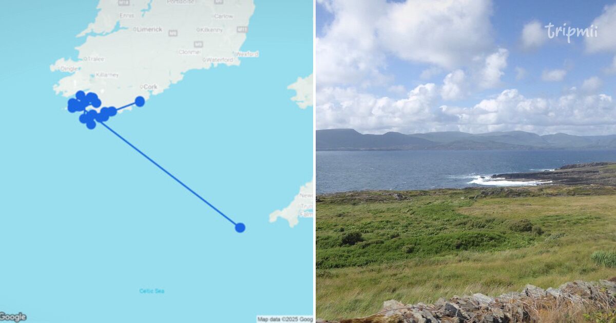 Two Bullocks on a Boat Go West – Tuosist – Lansdown – Ireland