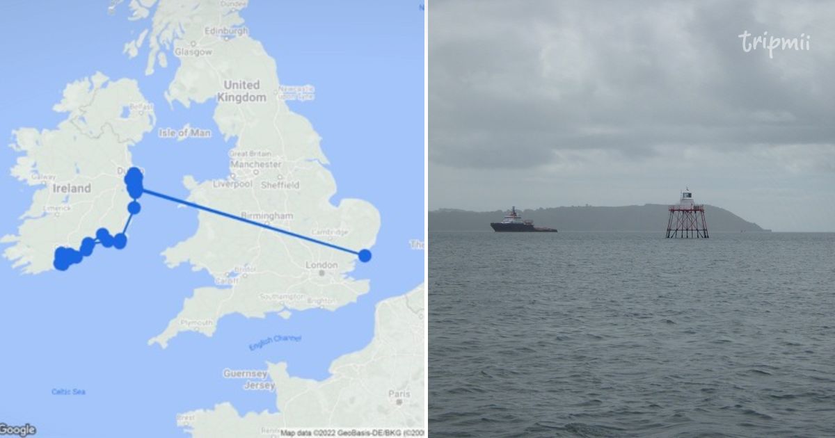 Two Bullocks on a Boat in Eire – Crosshaven – Point Road – Ireland